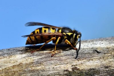 How To Get Rid Of Ground Hornets - 3 Effective Methods