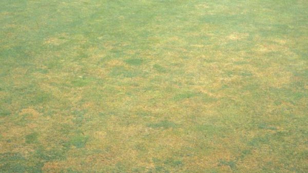 4 Common Lawn Diseases & How to Stop Them in Roots