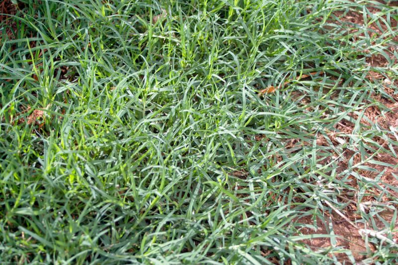Kentucky Bluegrass vs Bermuda Grass - Which is Better?