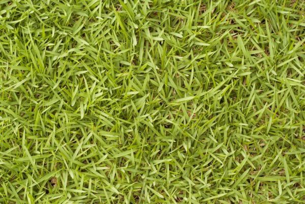 Centipede Grass vs Bermuda Grass: Which One is Better?
