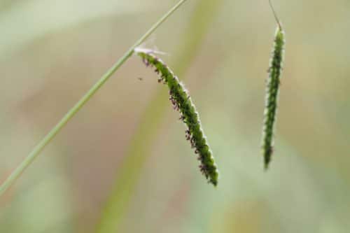 Dallisgrass vs Crabgrass: Their Differences & Similarities