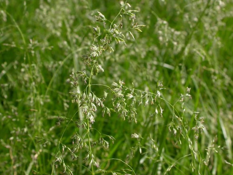 Types of Grass Seed: How to Choose the Right One