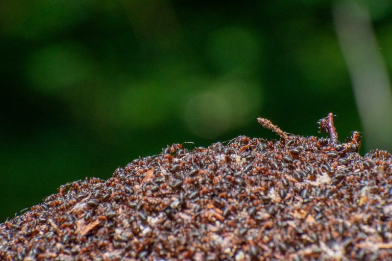 How to Rid Your Lawn of Ant Hills and Still Save Your Grass - yardthyme.com