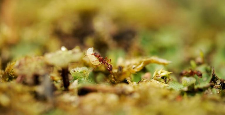 How to Rid Your Lawn of Ant Hills and Still Save Your Grass - yardthyme.com