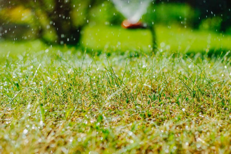 50 Shades of Green - Why is My Grass Different Shades of Green ...