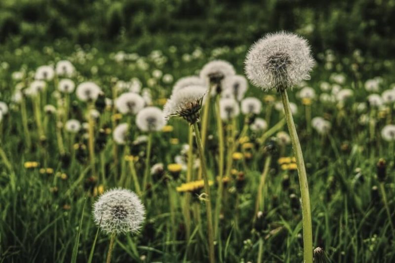 Get Rid of Dandelions Naturally: Tried & True Methods
