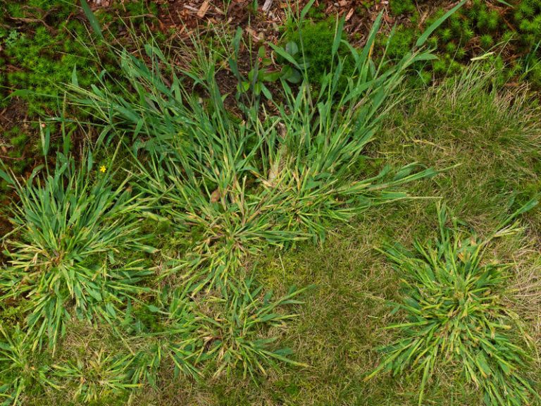 How to Get Rid of Crabgrass Naturally: Safe and Easy