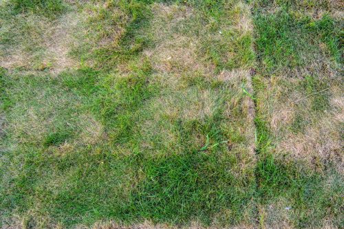 Dormant Grass vs Dead Grass – How to Tell the Difference