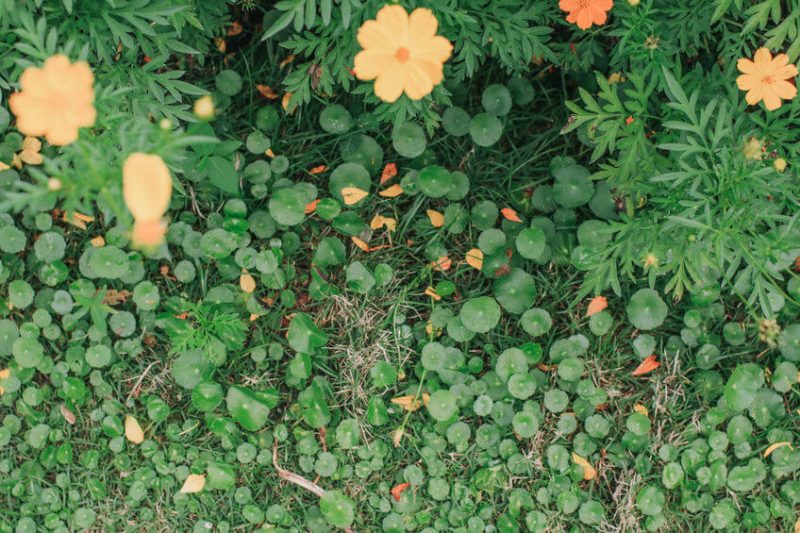 How to Get Rid of Dollar Weeds - Kill It & Prevent Growth