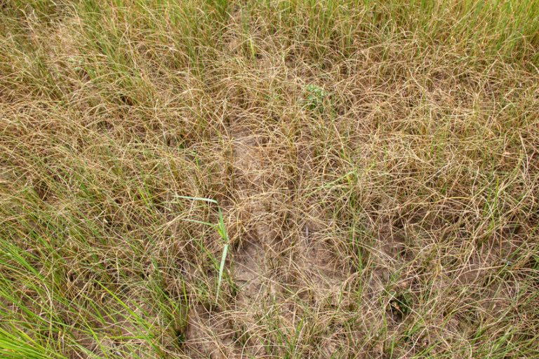 Dormant Grass vs Dead Grass – How to Tell the Difference