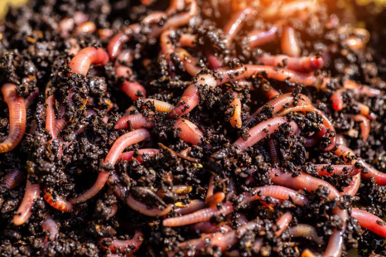 Compost Worms vs Earthworms: Which To Choose & Why