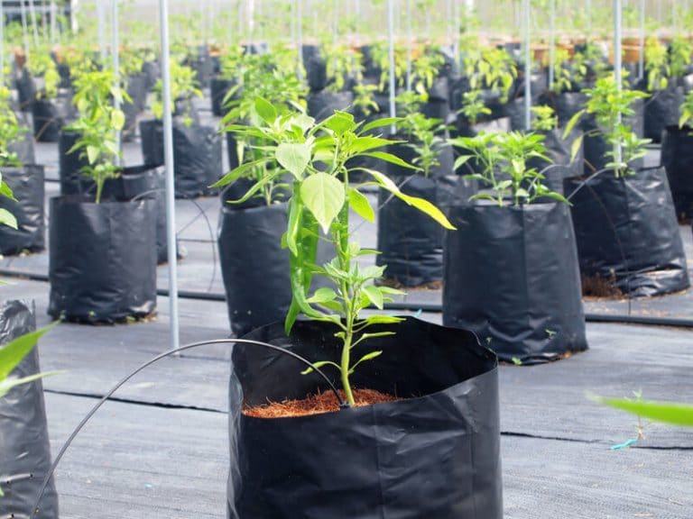 What is Fertigation? Is it the Answer to All Fertilizing Needs?