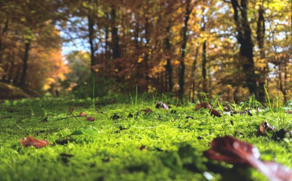 Moss Lawn Pros and Cons: Should You Grow It and Why