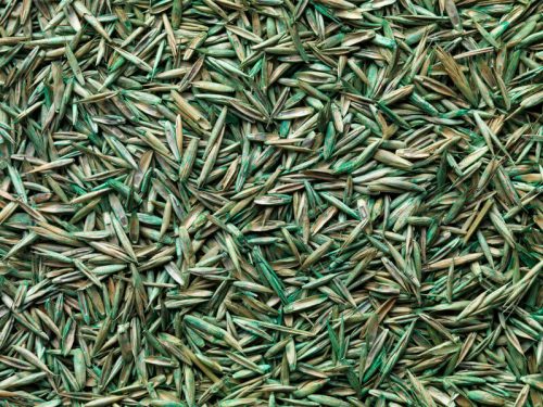 Types of Grass Seed: How to Choose the Right One