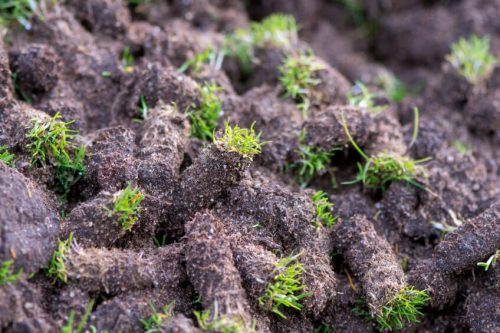 What Are Grass Plugs - How to Grow and Use Them