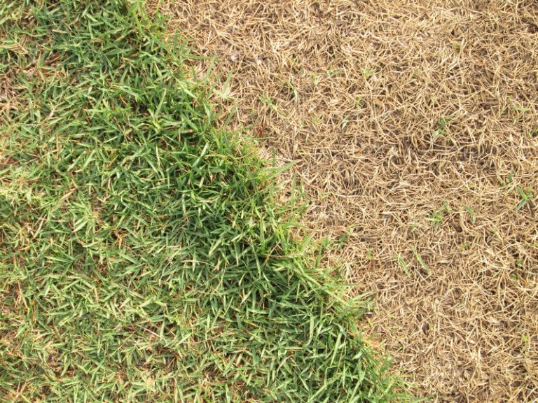 What is Lawn Heat Stress & How to Deal With it?