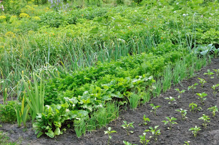 How to Get Rid of Grass in the Vegetable Garden Forever