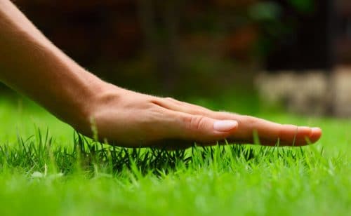 DIY Lawn Fertilizers - How to Make Your Own “Lawn Food!”