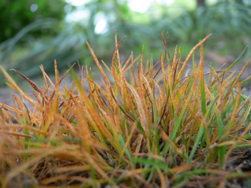 Rust is Bust: What is Lawn Rust & How to Deal With It?