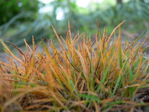 Rust is Bust: What is Lawn Rust & How to Deal With It?