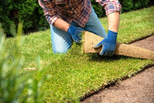 Sod vs Turf - Which is The One Right for You and Why?