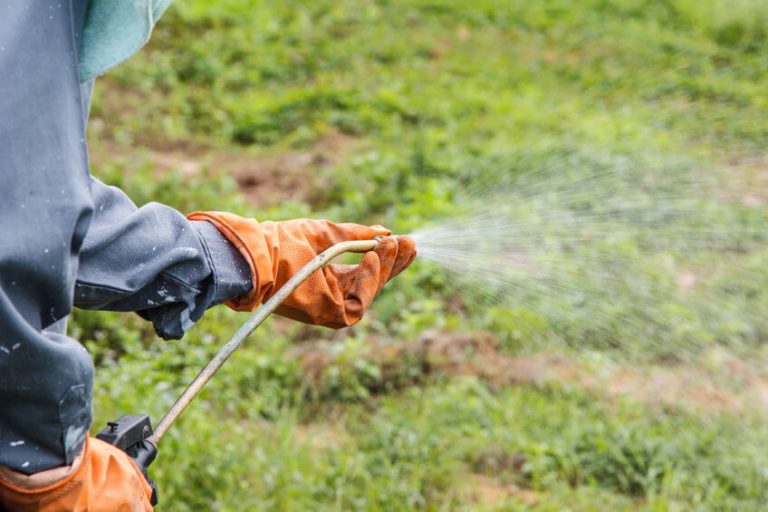 Do Weeds Die in Winter: Keep Them From Coming Back