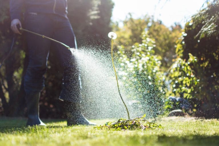 The Top 7 Types of Lawn Problems and How to Fix Them