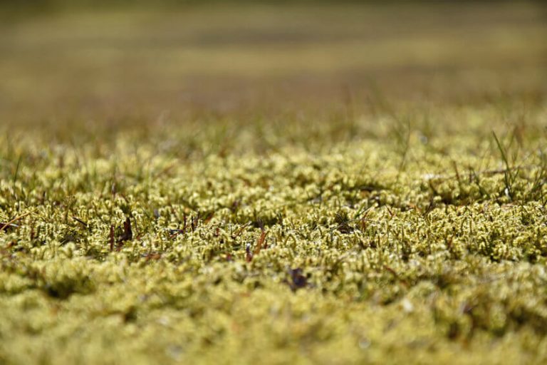 Moss Lawn Pros and Cons: Should You Grow It and Why