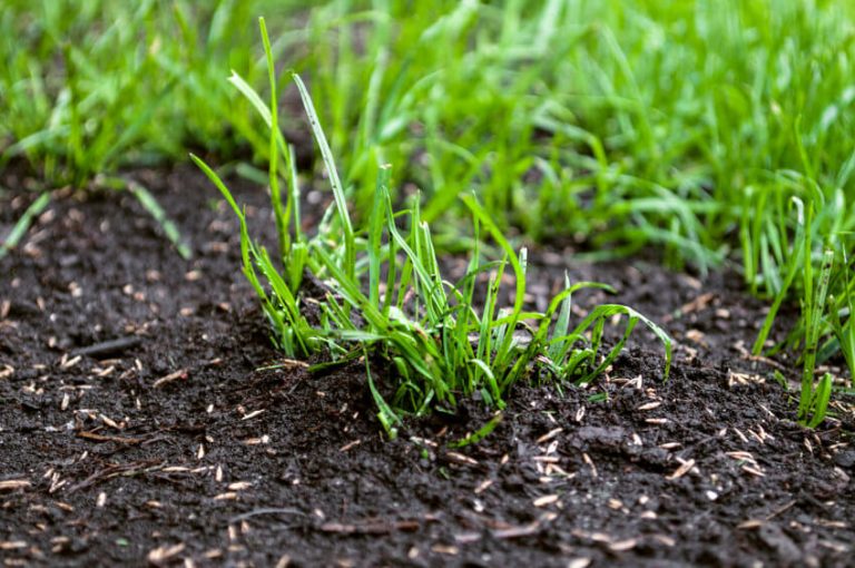 How to Winterize Lawn: 10 Important Steps for You to Take