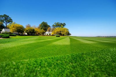 How to Have Ballpark Worthy Striped Lawn! (Step-by-Step)