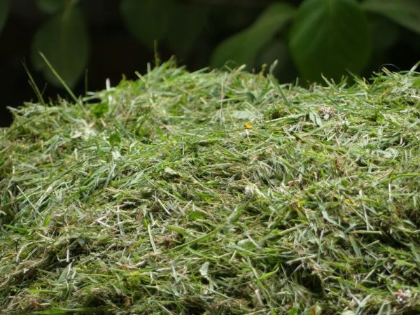 10 Tips on What to Do With Grass Clippings After Mowing