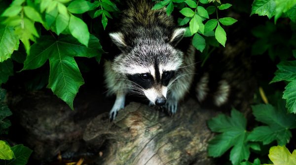 How to Stop Raccoons From Digging Up Lawn (Answered)