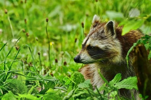 How to Stop Raccoons From Digging Up Lawn (Answered)