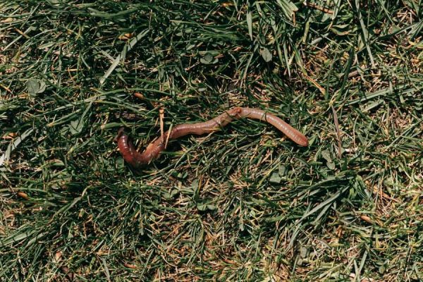 Are Earthworms a Problem & How to Fix an Infestation?