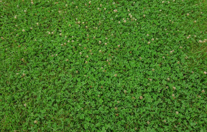 12 Benefits of Clover Lawn and How to Get Started With It