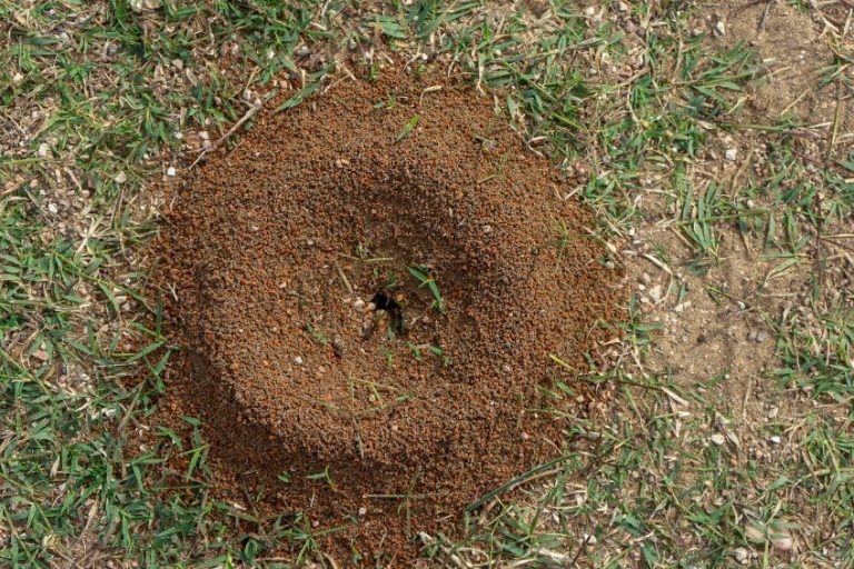 How to Rid Your Lawn of Ant Hills and Still Save Your Grass - yardthyme.com
