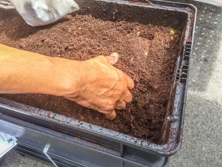 DIY Lawn Fertilizers - How to Make Your Own “Lawn Food!”
