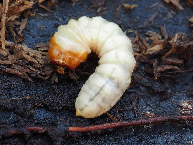 You’ve Got Grubs! Here's How to Get Rid of Them Naturally