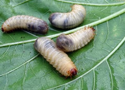 You’ve Got Grubs! Here's How to Get Rid of Them Naturally