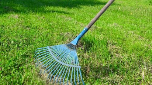 Ultimate Guide to Lawn Dethatching and Should You Do It?